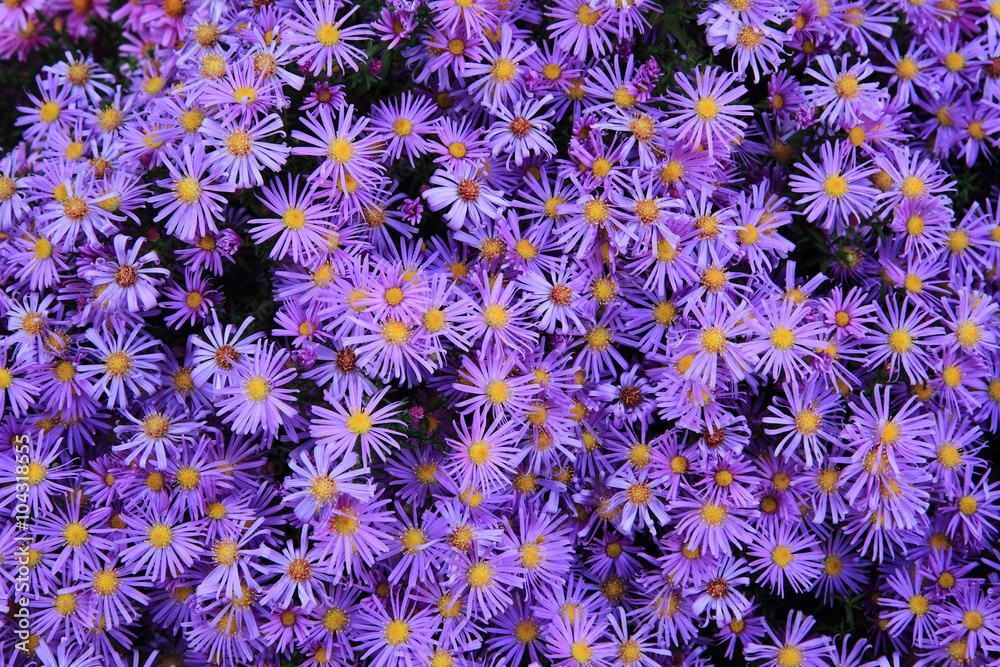 violet flowers background Stock Photo | Adobe Stock