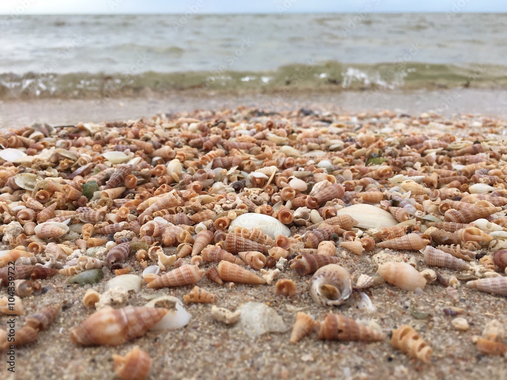 tiny seashells thousands washed ashore ocean Stock Photo | Adobe Stock