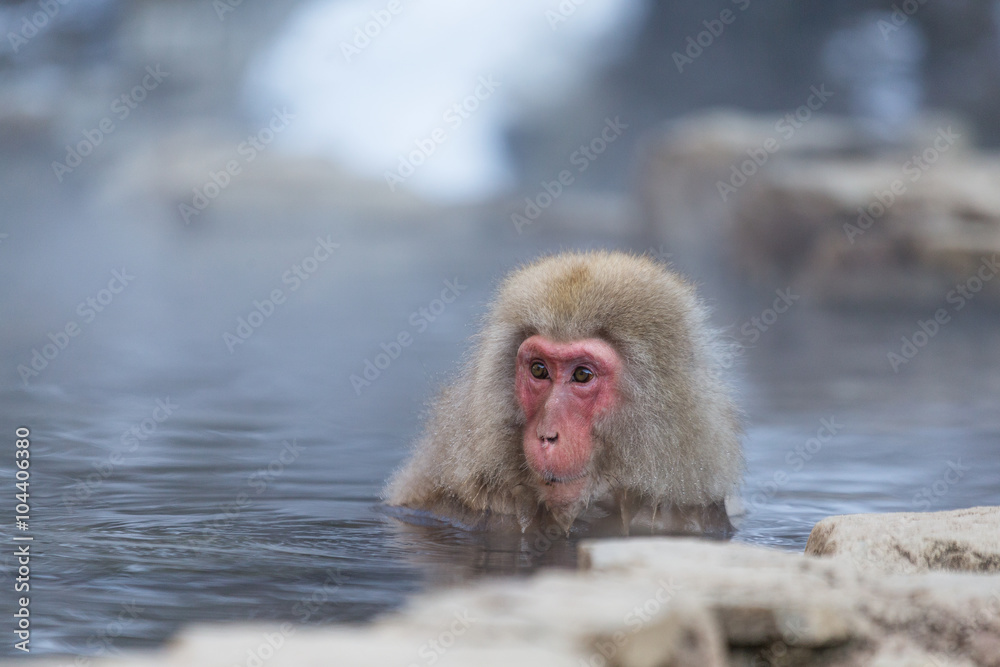 Snow monkey taking bath with hot spring water, Stock Photo | Adobe Stock
