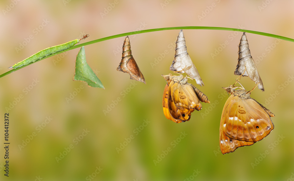 Life cycle of female black prince butterfly Stock Photo | Adobe Stock
