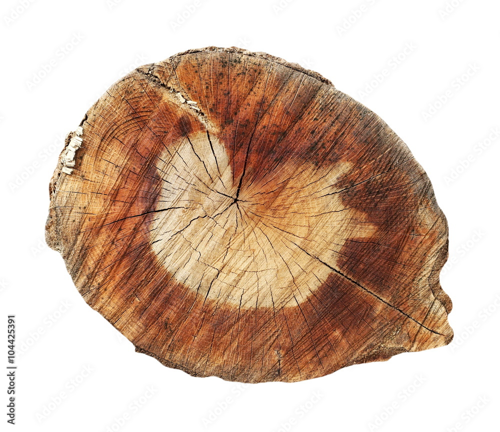 Cross section of tree trunk isolated on white background Stock Photo ...