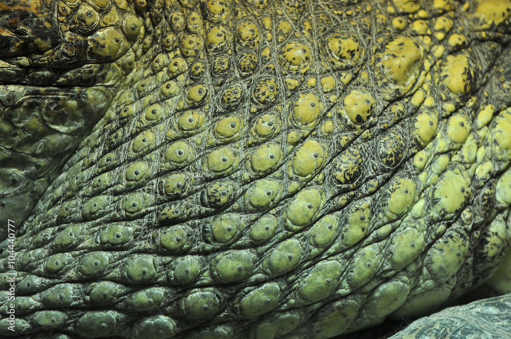 Crocodile skin Stock Photo | Adobe Stock