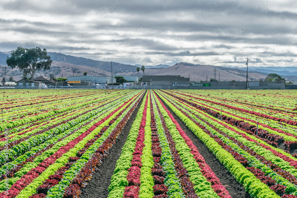 Colorful fields of lettuce, including green, red and purple varieties ...