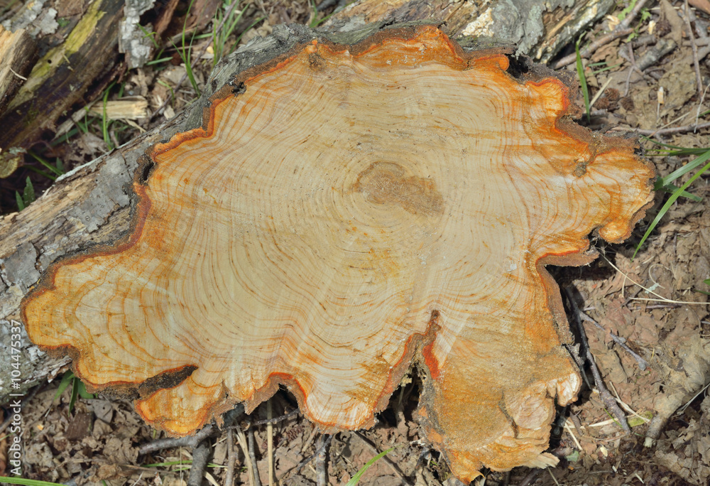 Cut of alder 5 Stock Photo | Adobe Stock