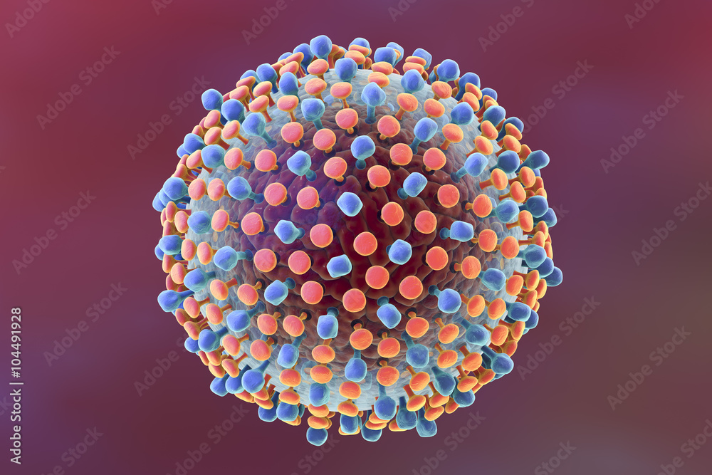 Hepatitis C virus model. A virus consists of a protein coat (capsid ...