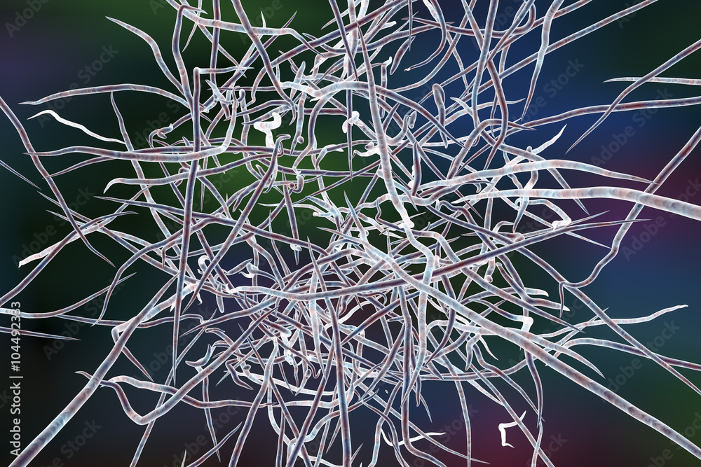 Nocardia bacteria, close-up view. Nocardia are filamentous gram ...