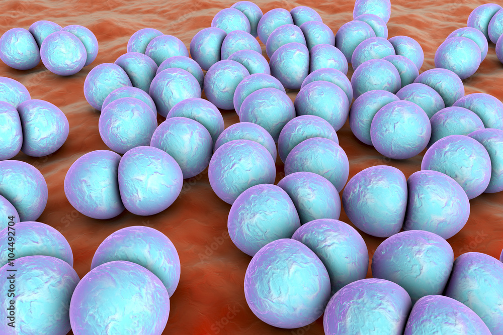 Bacteria pneumococci, Streptococcus pneumoniae, gram-positive spherical ...