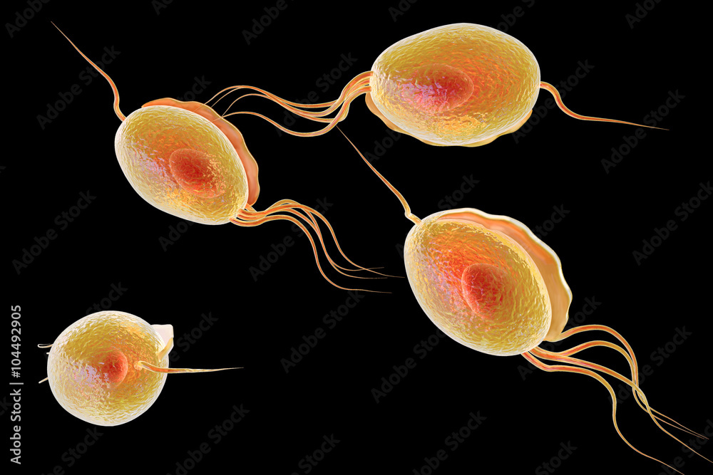 Trichomonas vaginalis isolated on black background. Sexually ...