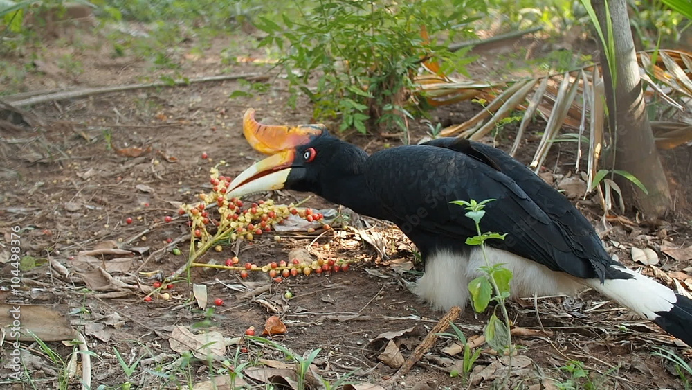 Rhinoceros hornbill eating fruit. Stock Video | Adobe Stock