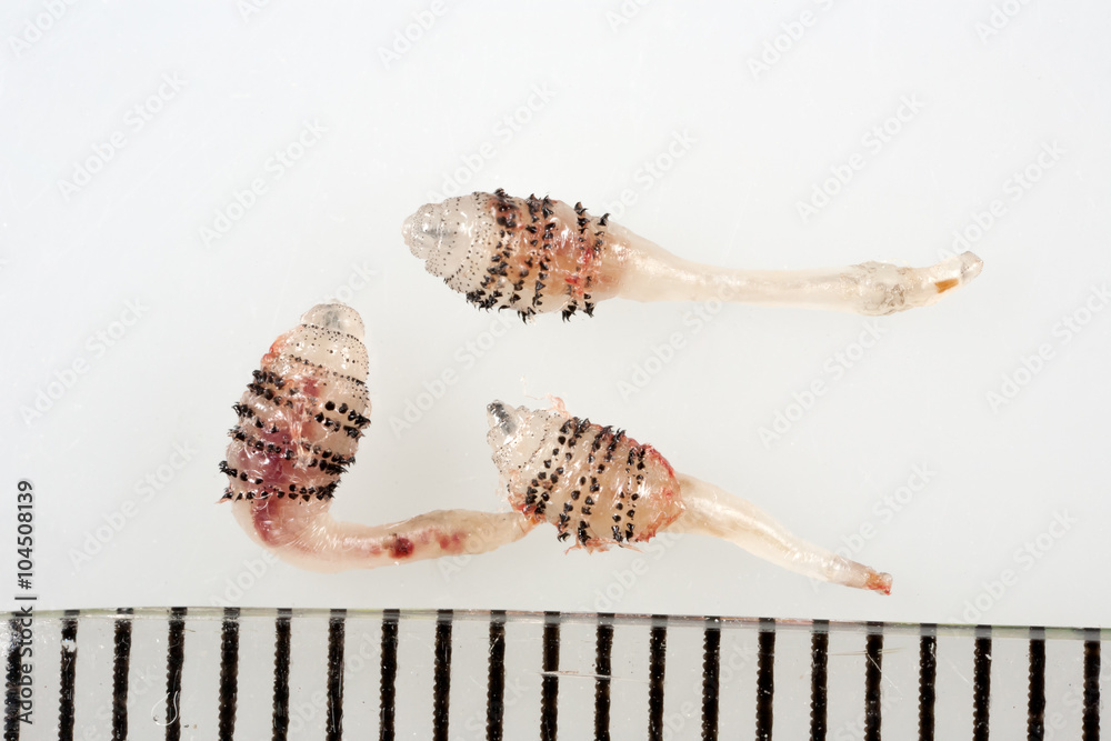 Human botfly larva - Dermatobia hominis Stock Photo | Adobe Stock