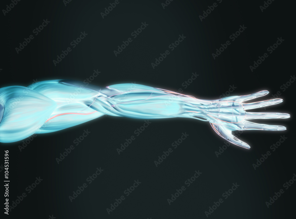 Human anatomy 3D futuristic scan technology with xray-like view of ...