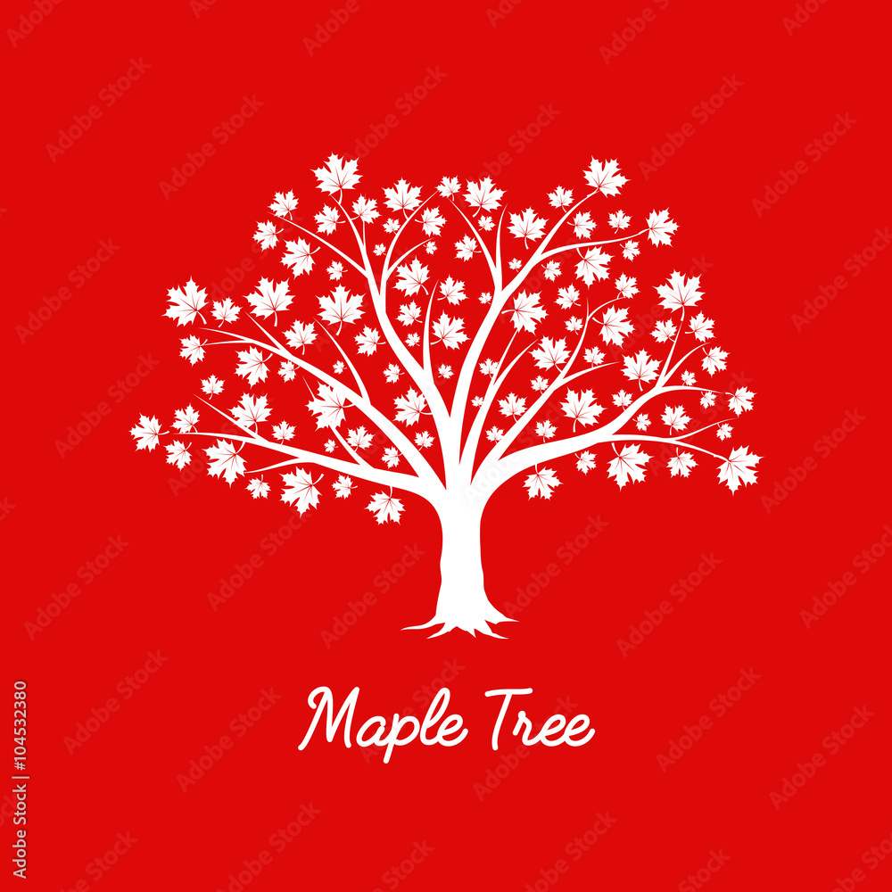 Beautiful white maple tree silhouette on red background. Infographic ...