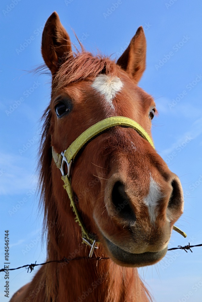 Brown horse head with white spot on his forehead, standing behind ...