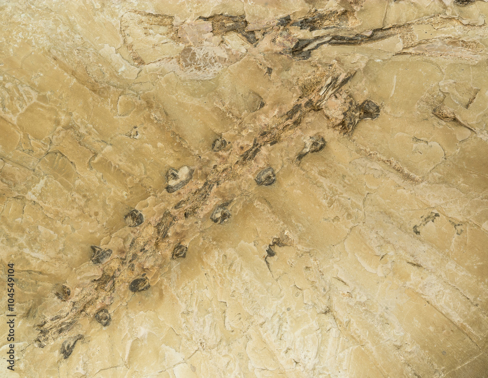 fossil stone texture background Stock Photo | Adobe Stock