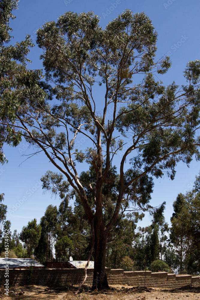 First Eucalyptus Tree in Addis Ababa, Ethiopia. Stock Photo | Adobe Stock