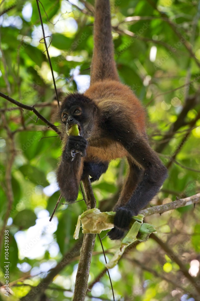 Spider Monkey Food