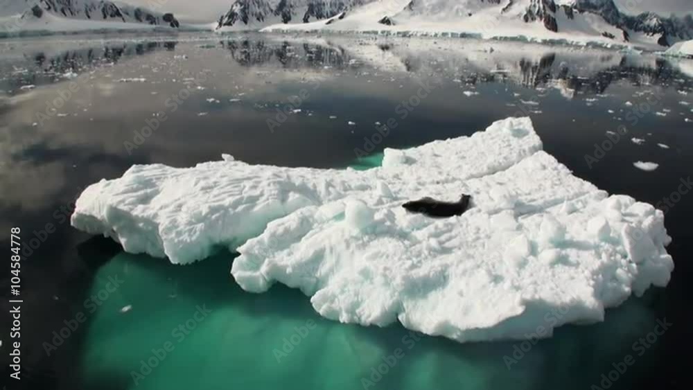 Vidéo Stock Crying Leopard Seal float sleeping on an Iceberg in ...