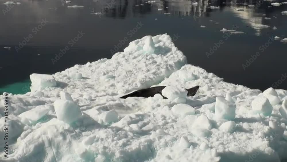 Crying Leopard Seal float sleeping on an Iceberg in Antarctica. Amazing ...