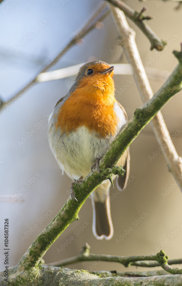 Happy robin bird on a tree branch Stock-Foto | Adobe Stock