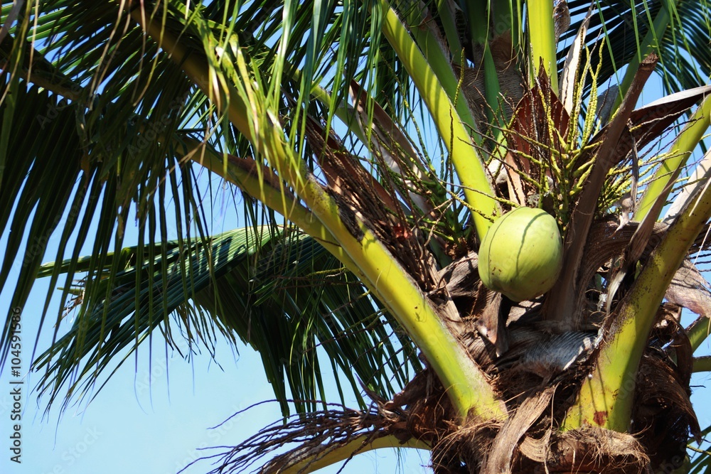 coconut the large, oval, brown seed of a tropical palm, consisting of a ...