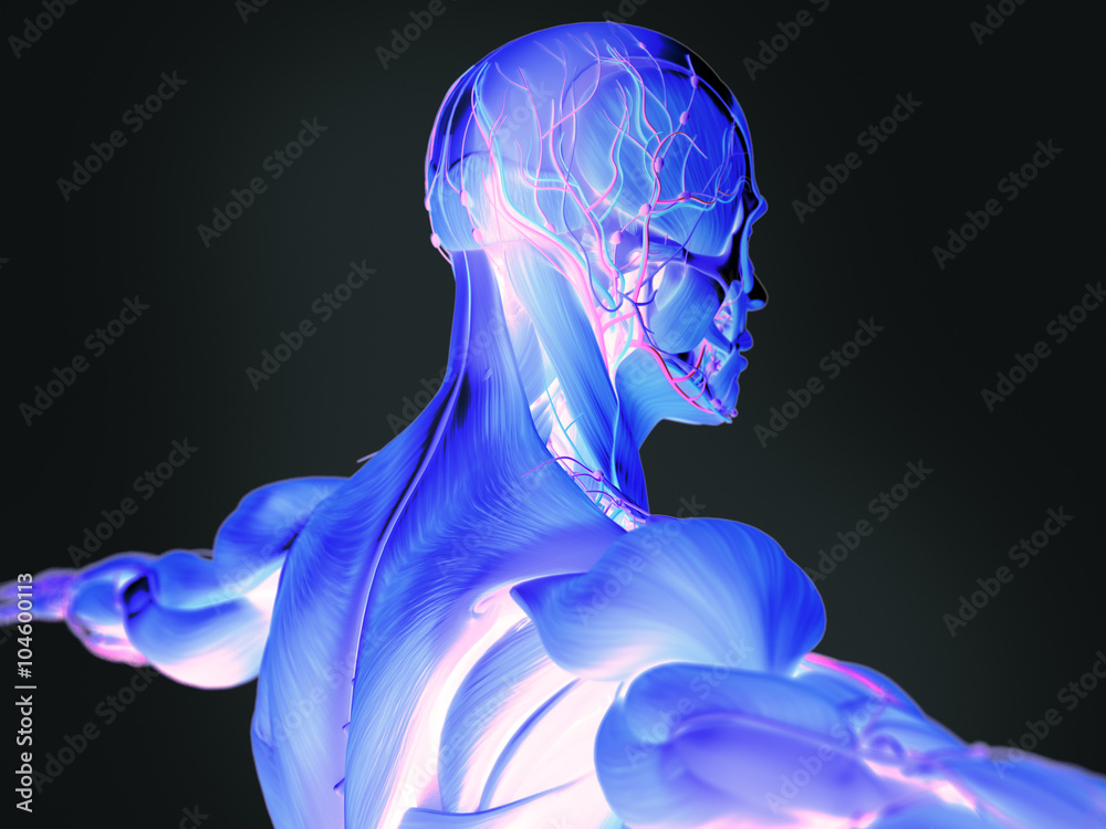 Human anatomy 3D futuristic scan technology with xray-like view of ... Human anatomy 3D futuristic scan technology with xray-like view of ...