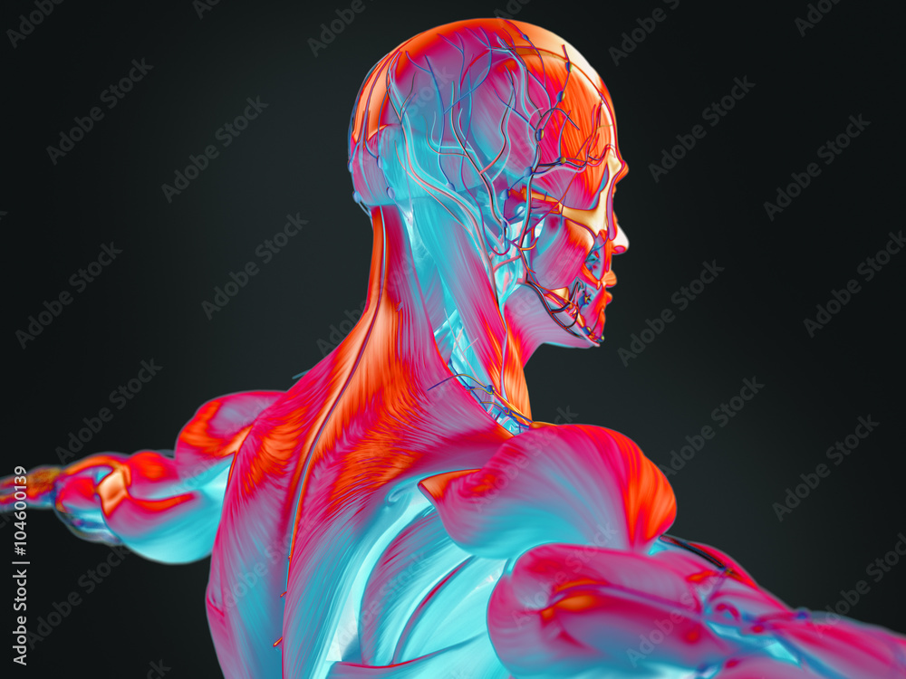 Human anatomy 3D futuristic scan technology with xray-like view of ...