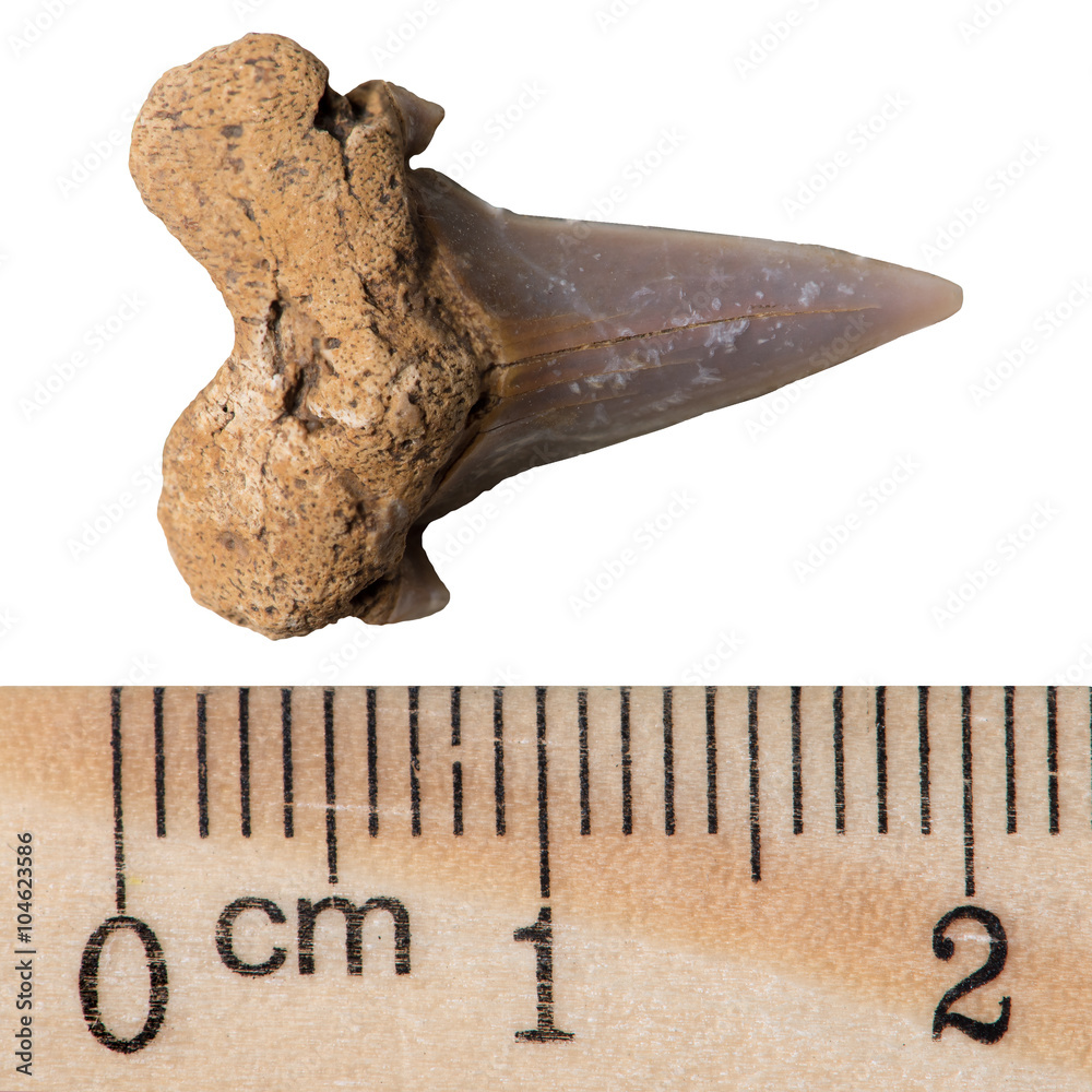 Petrified prehistoric shark tooth. Macro. Tertiary period of the ...