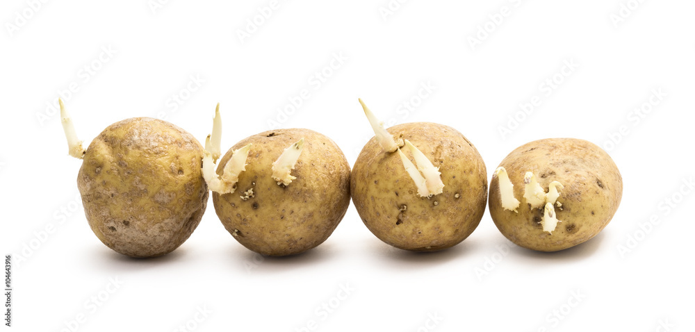 Four potatoes with sprouts on a row with white background Stock Photo ...
