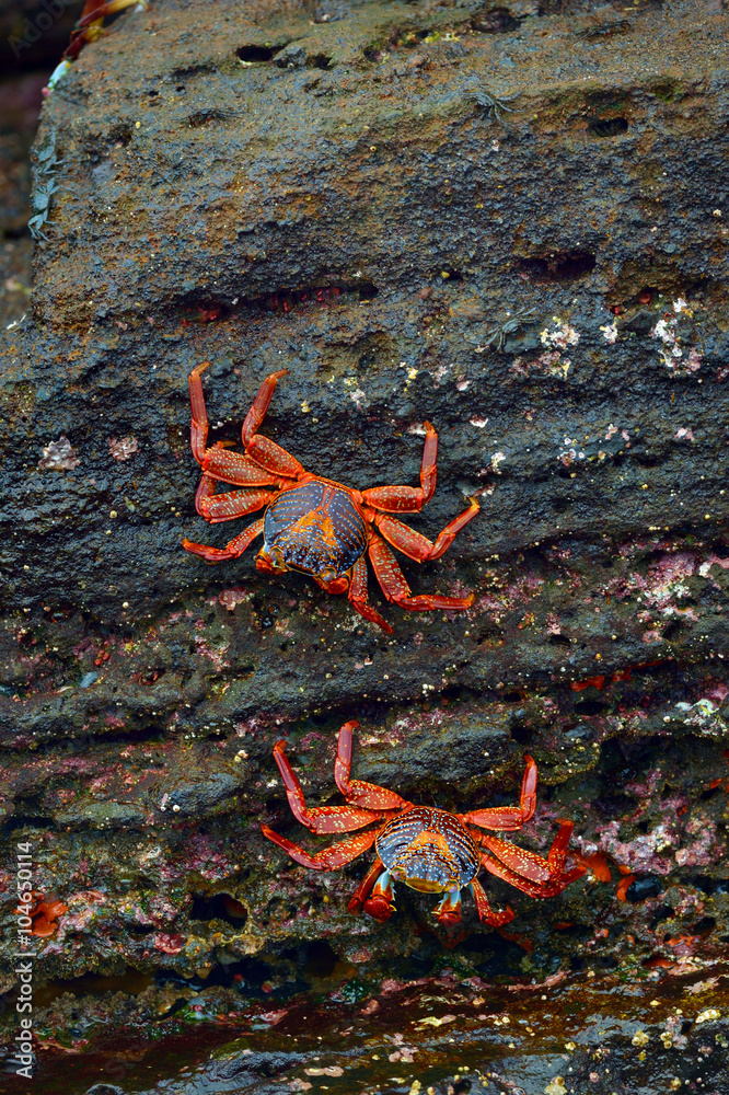 The Sally Lightfoot crabs are a brightly coloured coastal scavenger ...