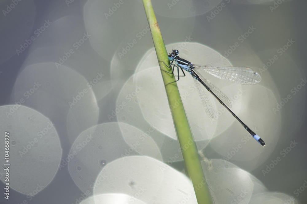 caballito del diablo, mosca damisela Stock Photo | Adobe Stock