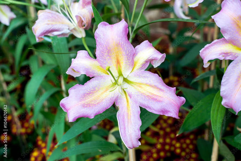 Zephyranthes flower. Common names for species in this genus include ...