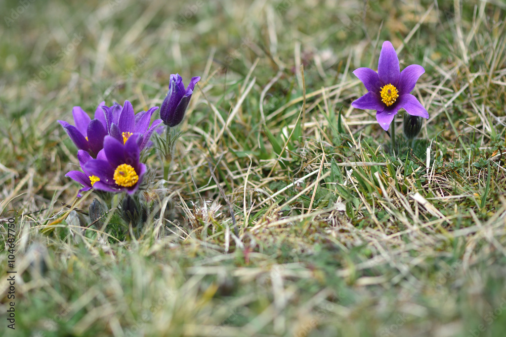 Foto de Pasque flower (Pulsatilla vulgaris). Rare plant of calcareous ...