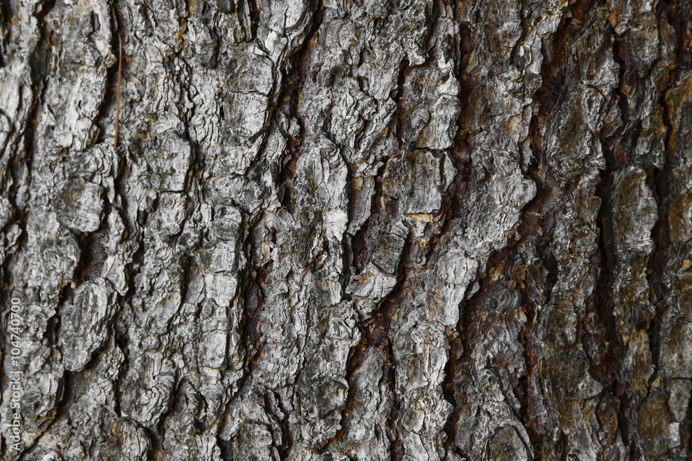 Types Of Tree Bark