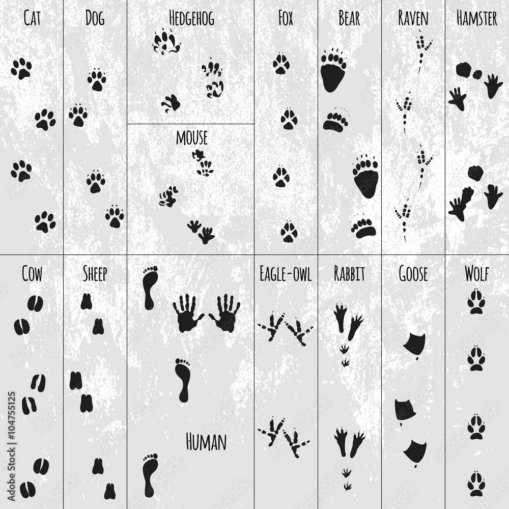 Set of animal and bird trails. Stock Vector | Adobe Stock