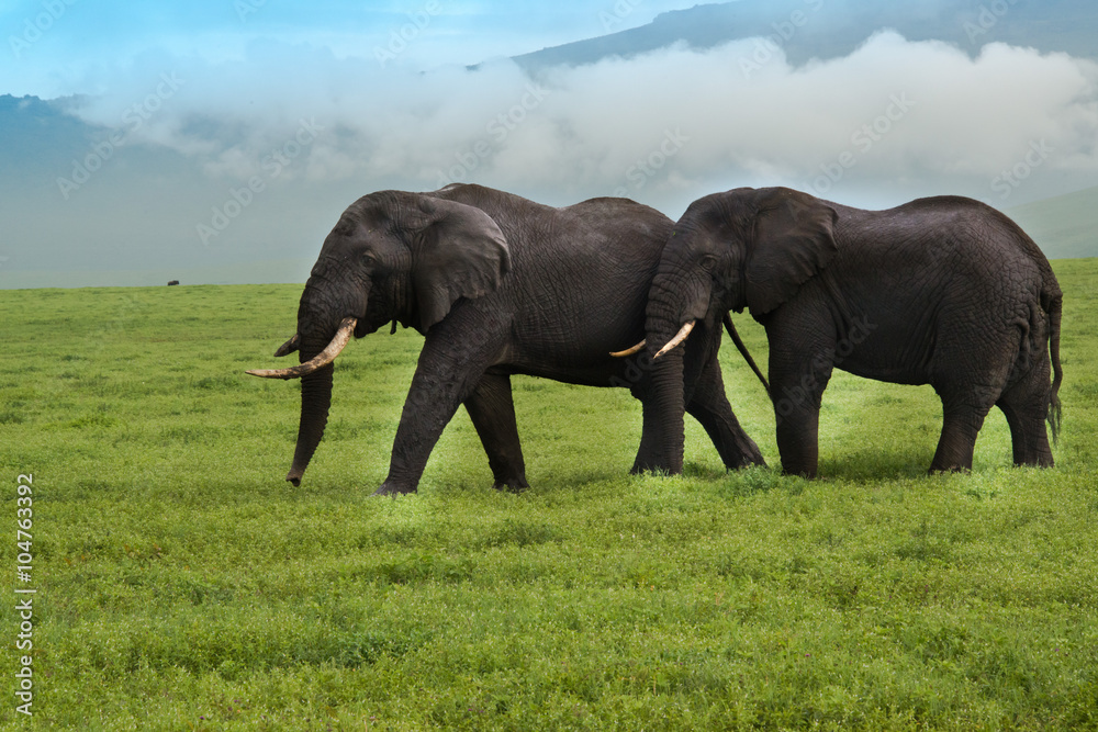 Two bull elephants in Ngorongoro Crater, Tanzania, Africa Stock Photo ...