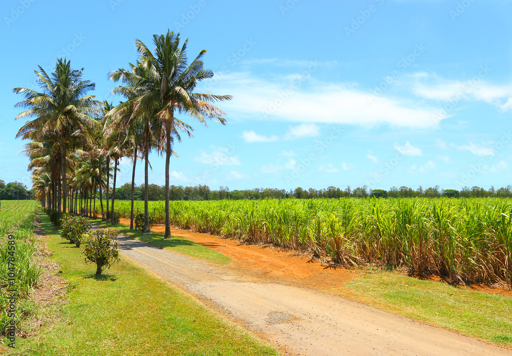 Agricultural landscape with palm trees and plantation of sugar cane on ...