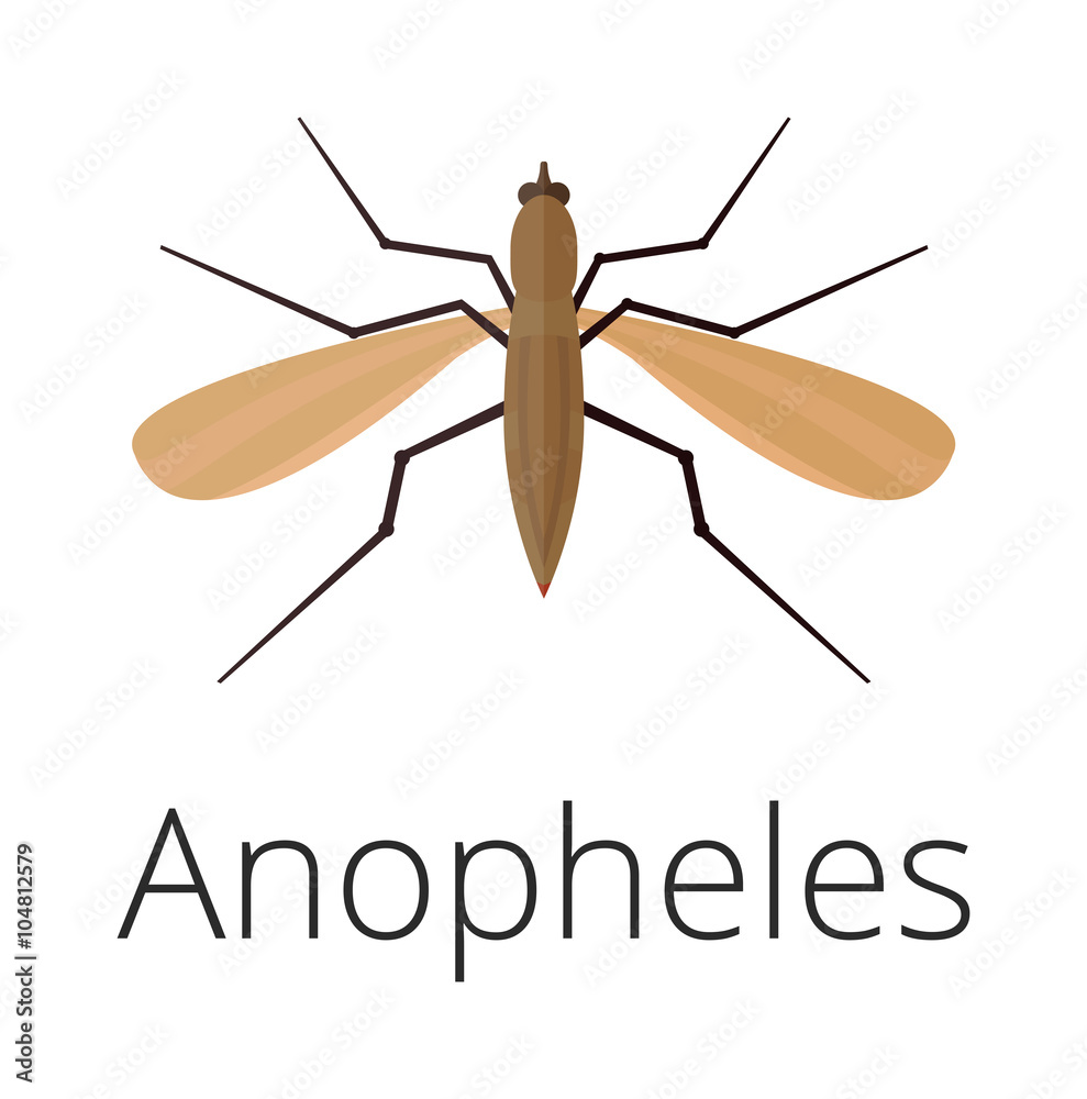 Anopheles mosquito vector illustration Stock Vector | Adobe Stock