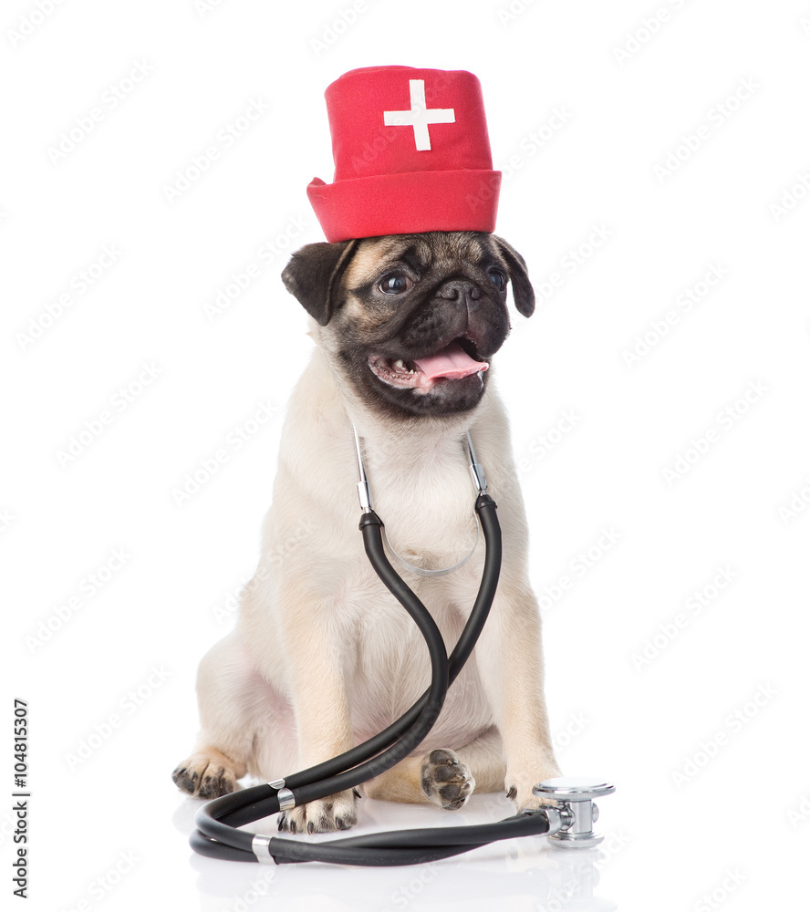 Pug puppy dog wearing nurses medical hat and stethoscope on his Stock ...