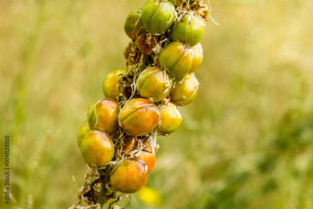 Cápsulas con semillas. Frutos de Gamón Común. Asphodelus aestivus ...