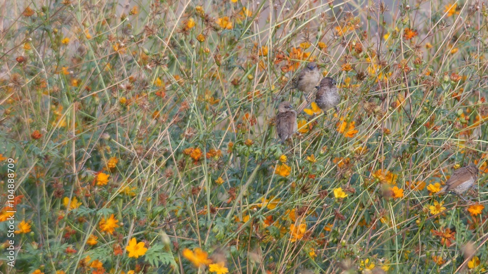 Scaly-breasted Munia birds are cleaning their body and flying away in ...