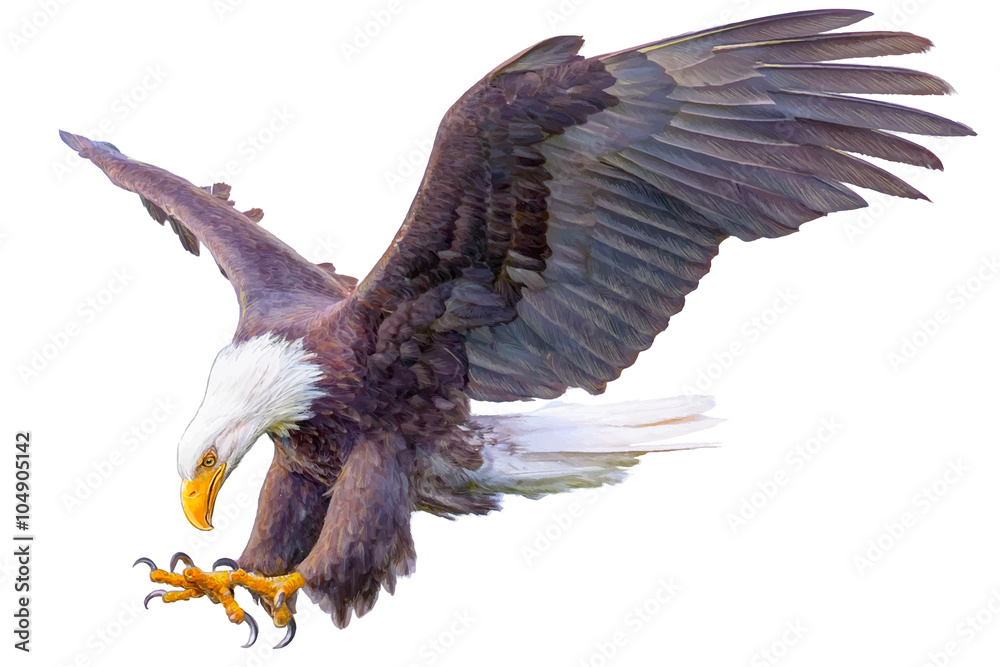 Bald eagle swoop hand draw on white background vector illustration ...