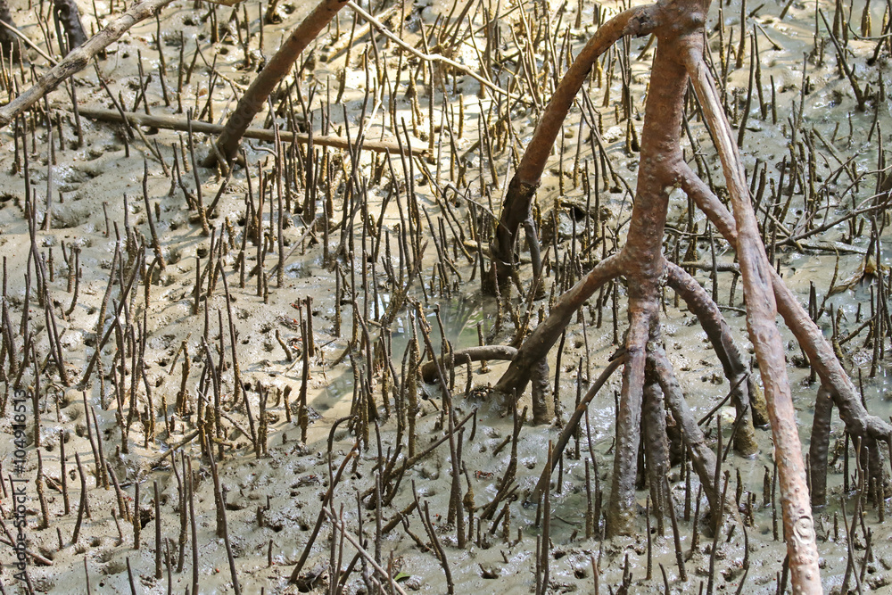 Different types of aerial root for gaseous exchange - prop roots and ...