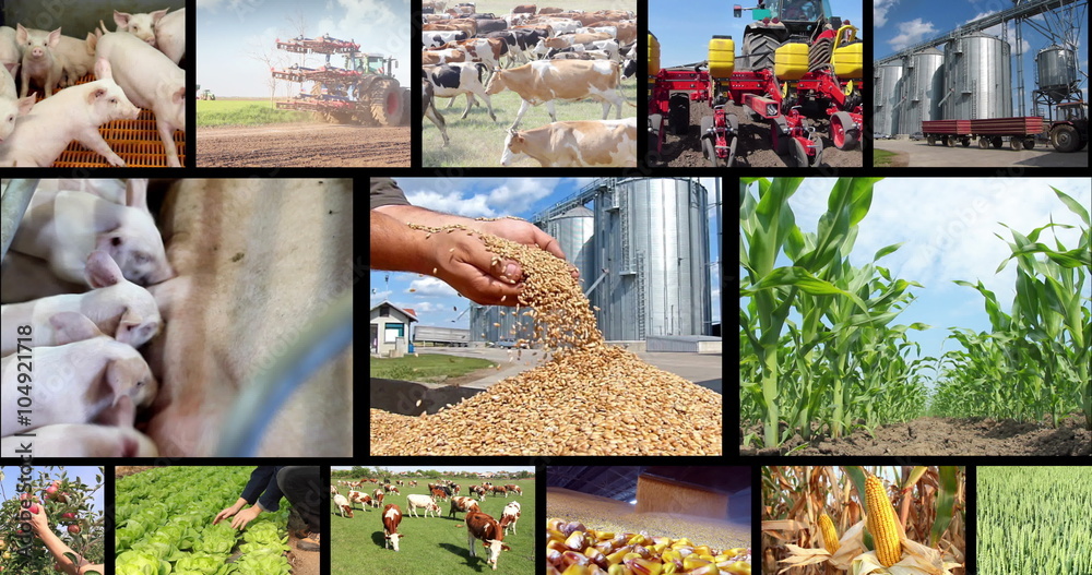 Agriculture - food production, corn, irrigation, lettuce, sunflower ...