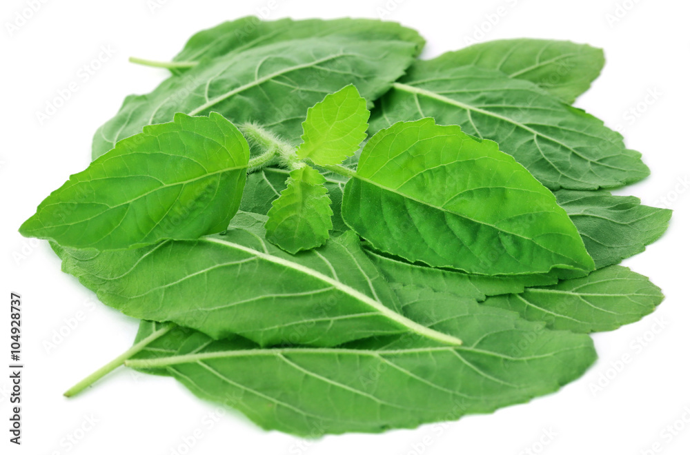 Medicinal holy basil or tulsi leaves Stock Photo | Adobe Stock