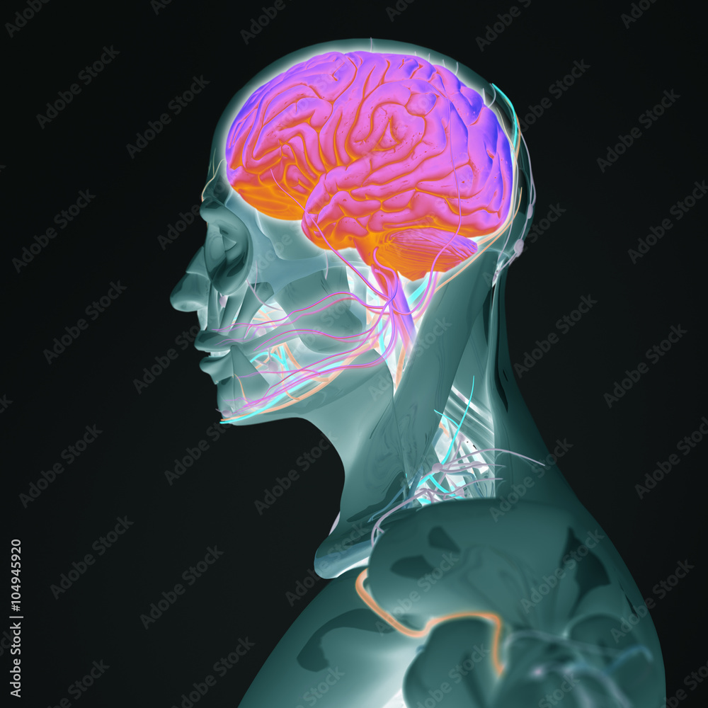 Human anatomy 3D futuristic technology scan. Head profile and brain ...