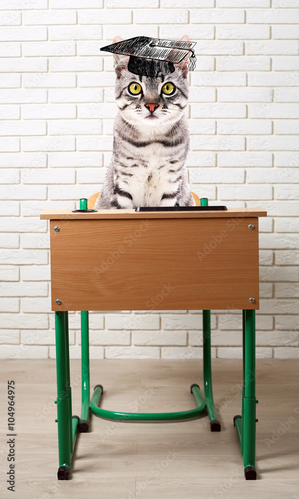 Cat school- funny cat sitting on sits at a school desk. Stock Photo ...