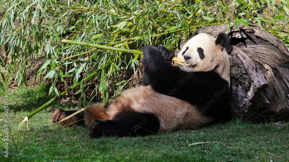 Foto de Oso panda tumbado comiendo bambú do Stock | Adobe Stock