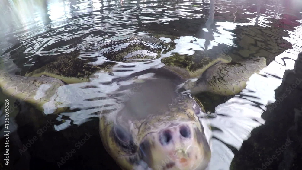 Sea turtle head in aquarium Stock Video | Adobe Stock