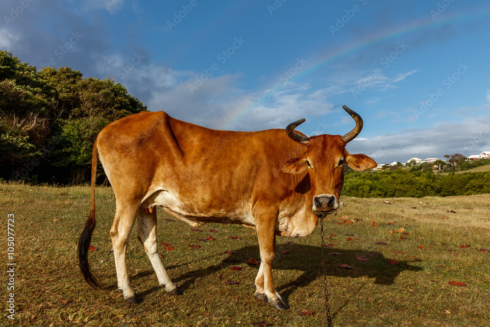 Bovin Créole, Arc-enCiel , Guadeloupe Stock Photo | Adobe Stock