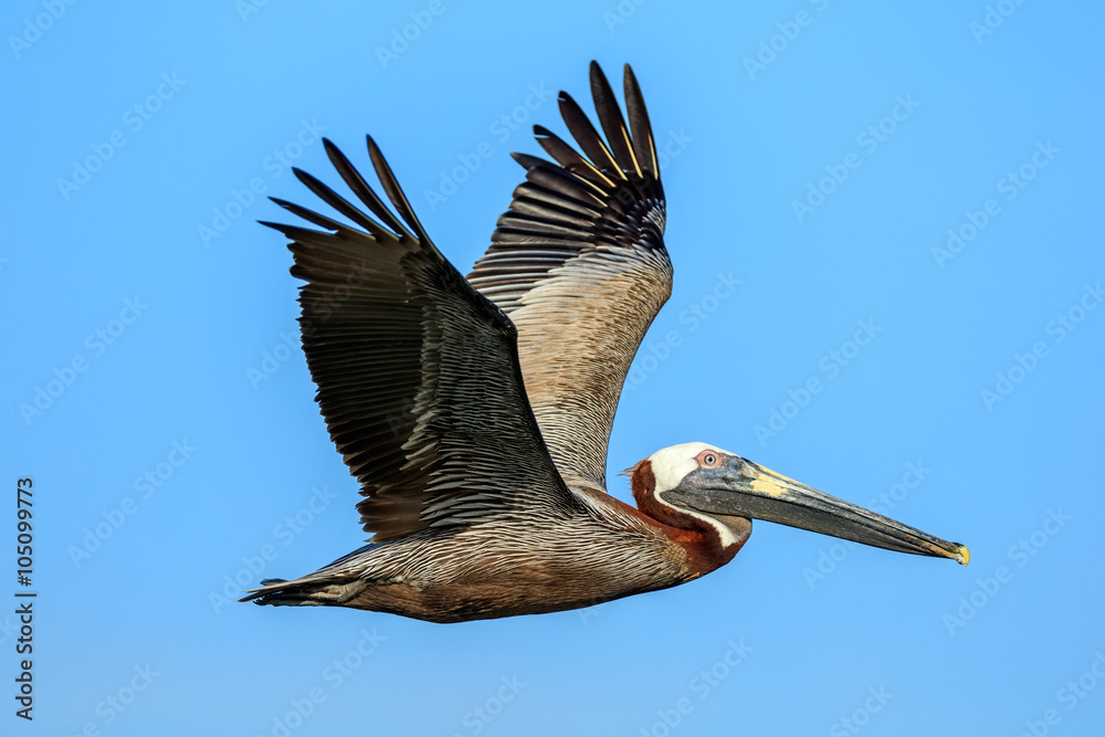 Foto de Guadeloupe, Pelican Brun, Grand Gosier, do Stock | Adobe Stock